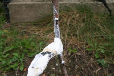 Wellnesskur für Bäume: Stämme weißen und kalken!