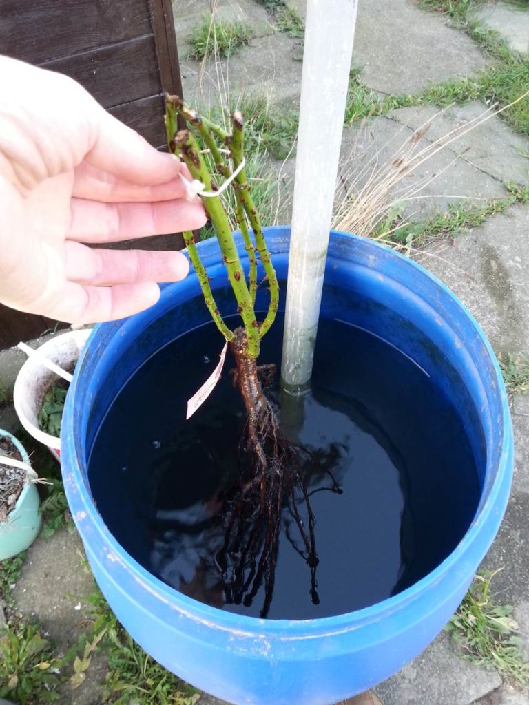 Wurzelnackte Rose einpflanzen - Schritt-für-Schritt