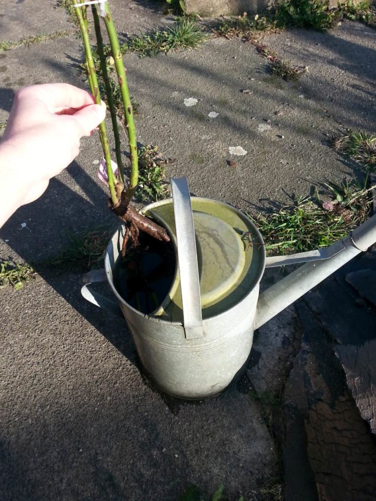 Wurzelnackte Rose einpflanzen - Schritt-für-Schritt