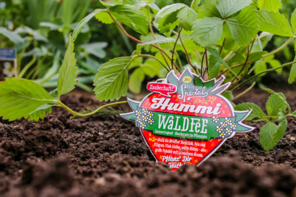 Erdbeeren anbauen - Anleitung und Tipps