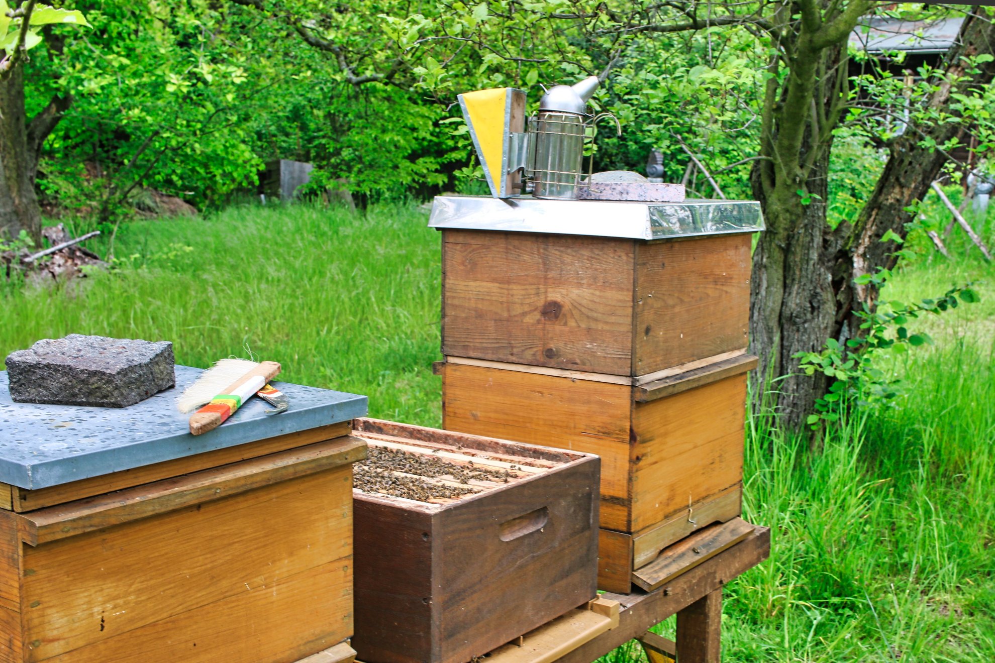 Bienen Ableger Am Gleichen Standort